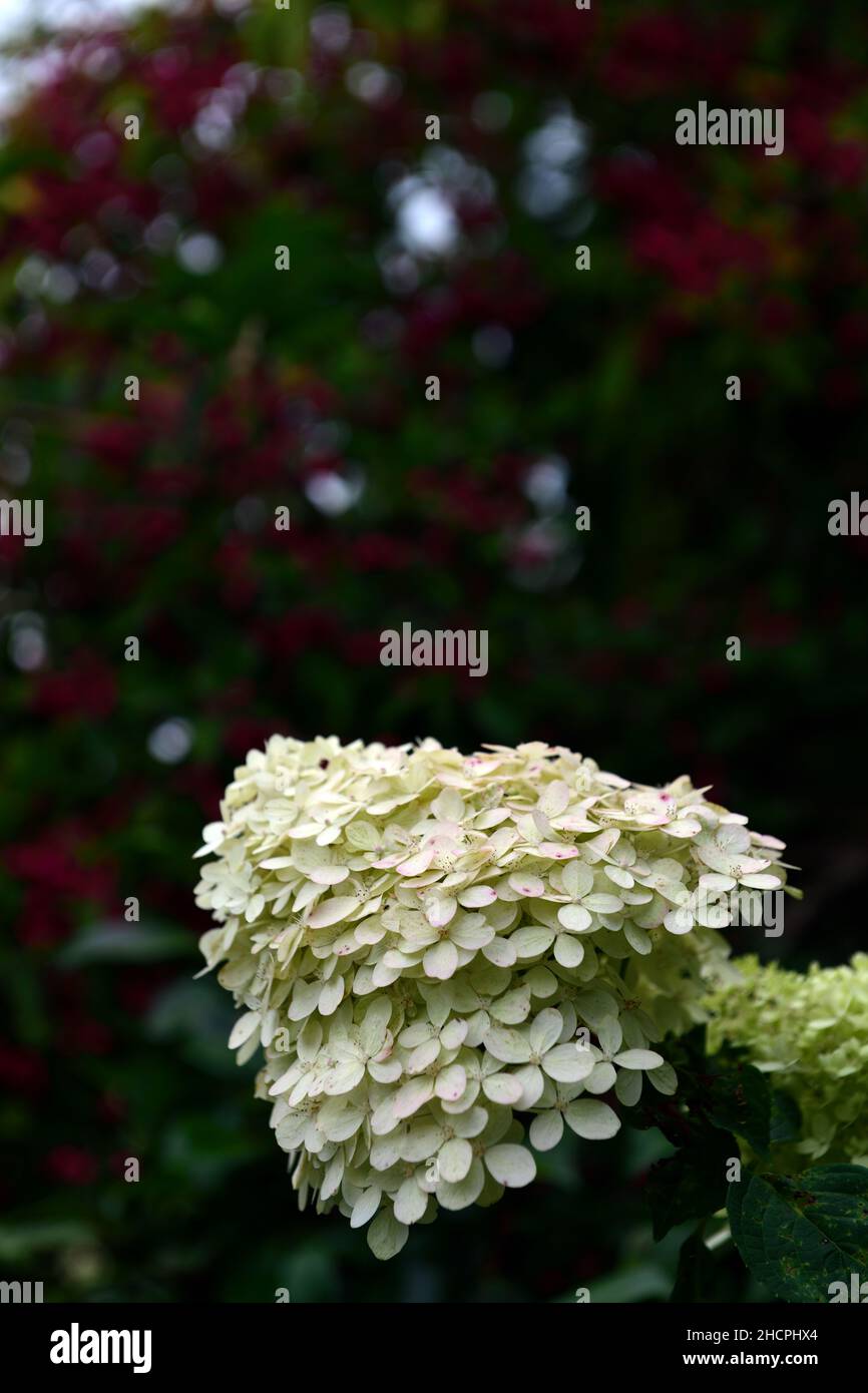 hydrangea paniculata limelight,hydrangeas,white,green,flower,flowers ...