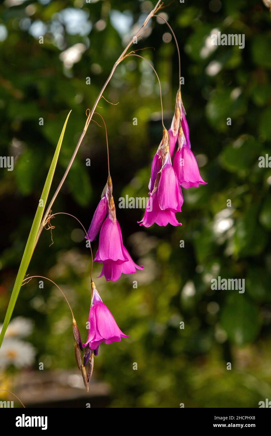 Wandflower hi-res stock photography and images - Alamy