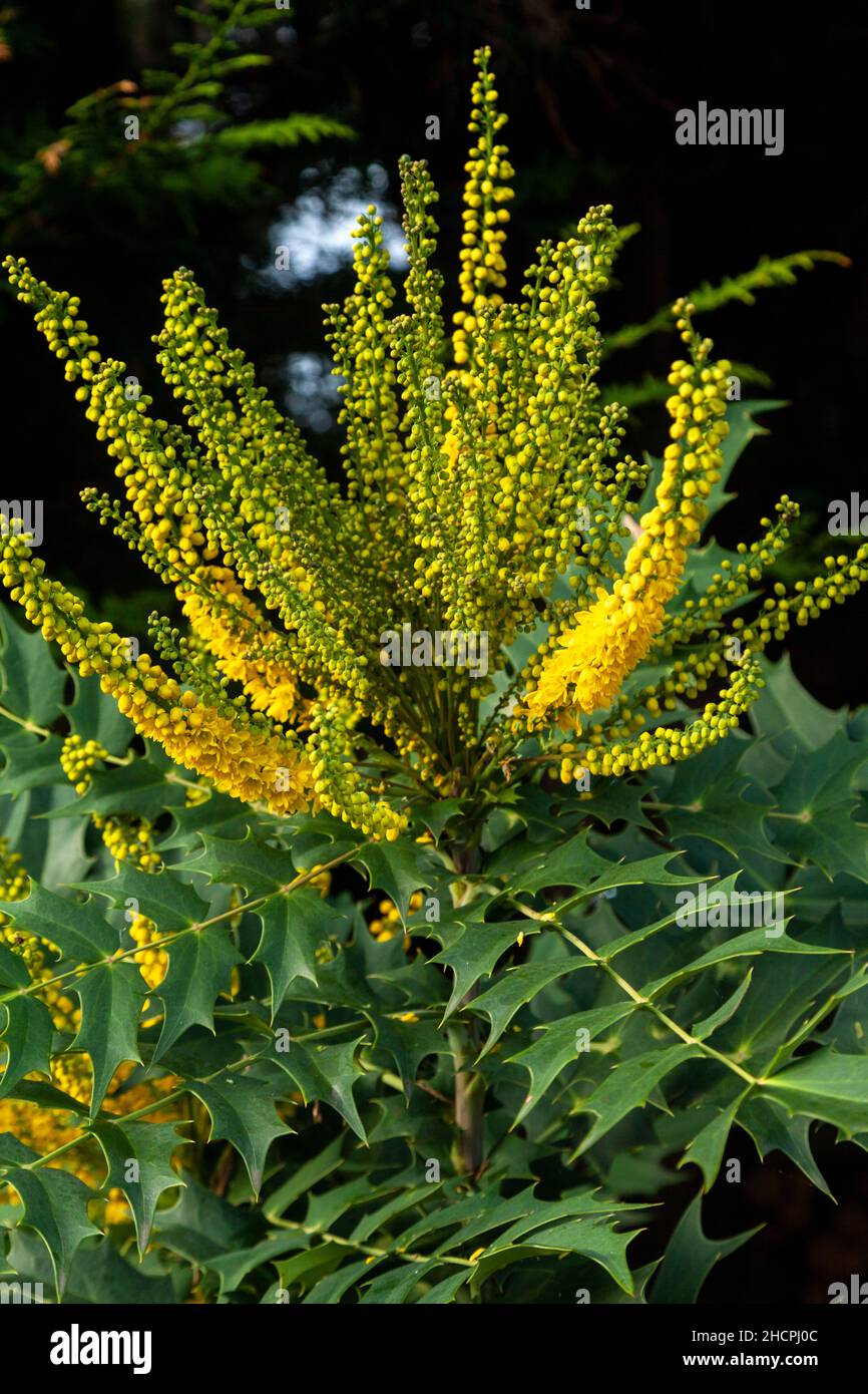 Mahonia japonica is an evergreen shrub which flowers in the winter ...