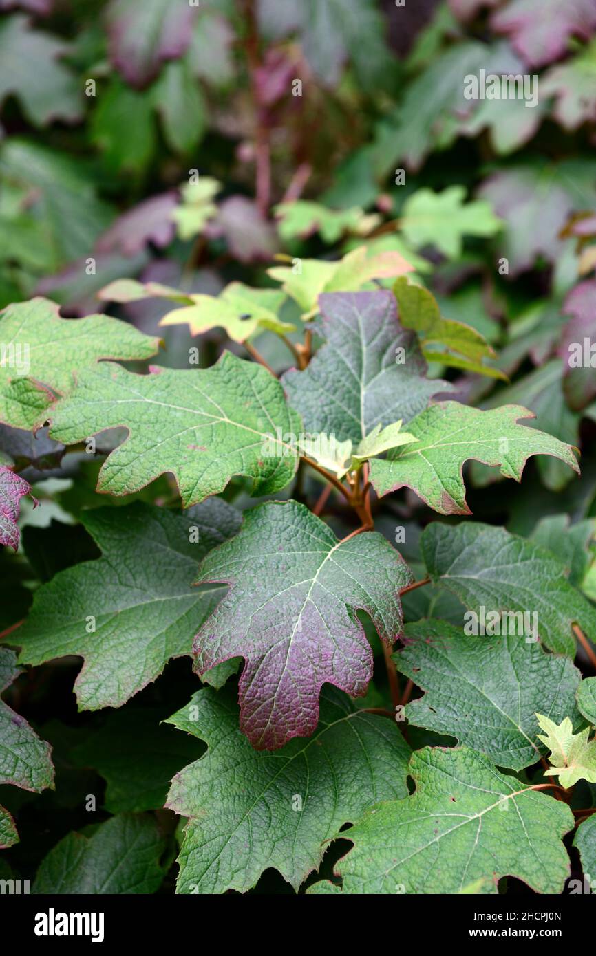 Hydrangea Quercifolia,Oak Leaf Hydrangea,leaves,foliage,shrub,shrubs ...