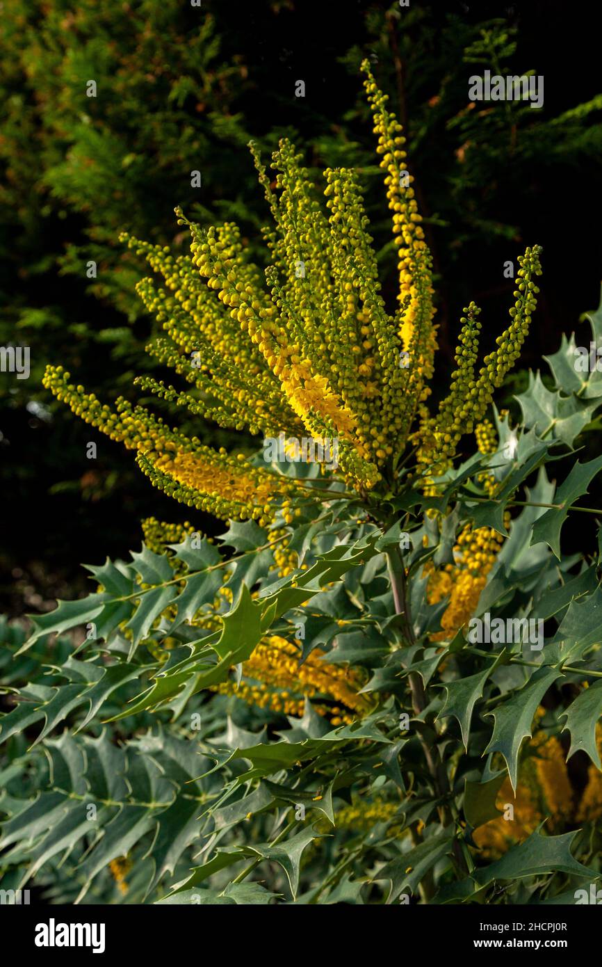 Mahonia japonica hi-res stock photography and images - Alamy
