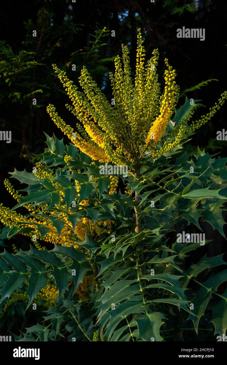 Mahonia japonica is an evergreen shrub which flowers in the winter ...