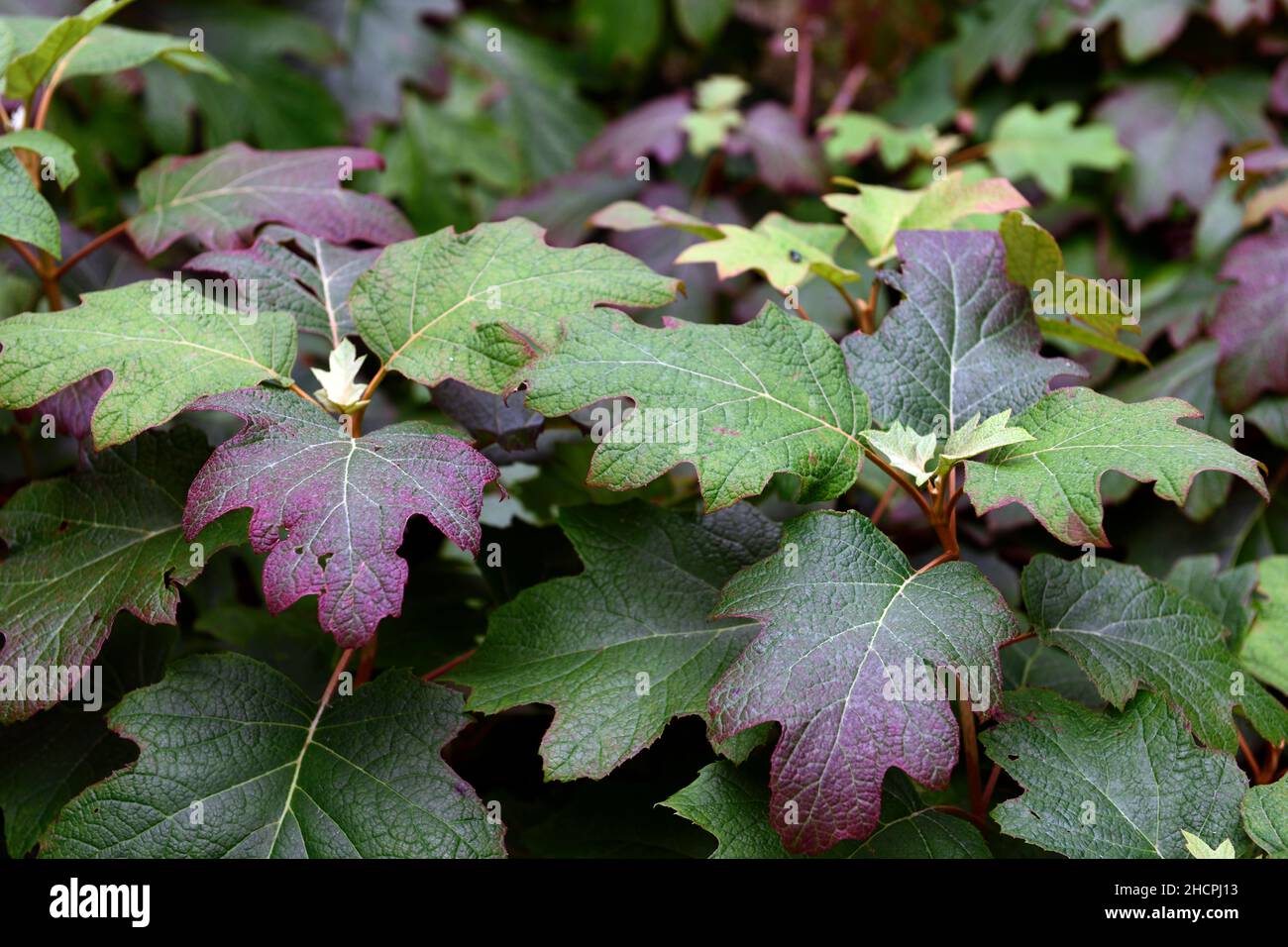 Hydrangea Quercifolia,Oak Leaf Hydrangea,leaves,foliage,shrub,shrubs ...