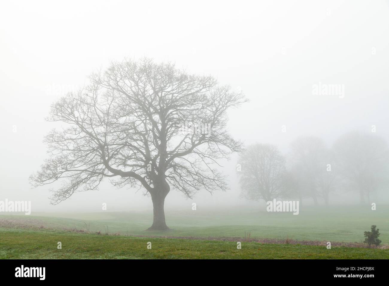 A misty North Inch Park in Perth, Scotland Stock Photo - Alamy