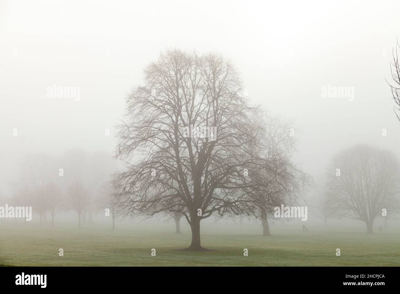 A misty North Inch Park in Perth, Scotland Stock Photo - Alamy