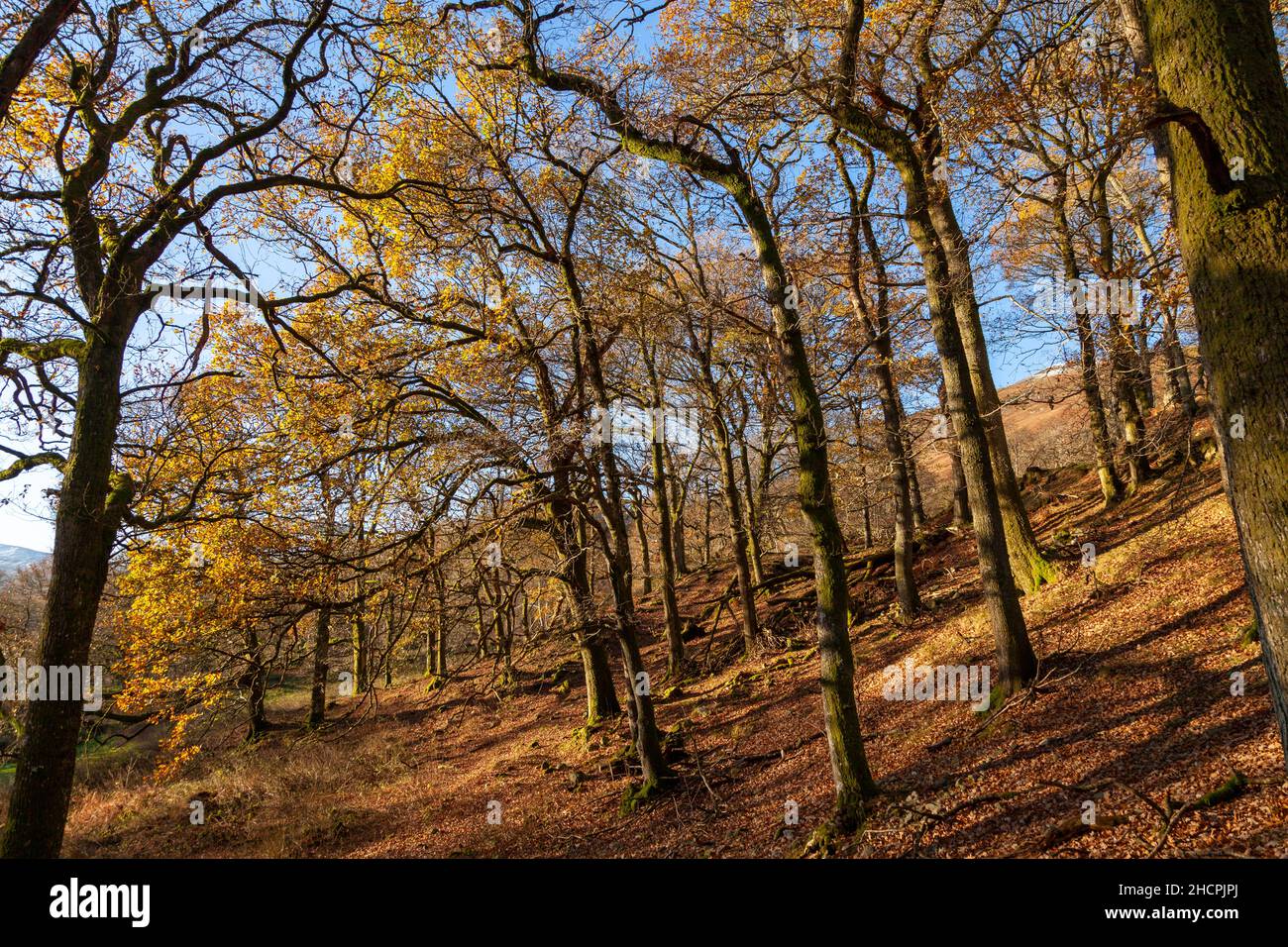 Scottish oak tree hi-res stock photography and images - Alamy