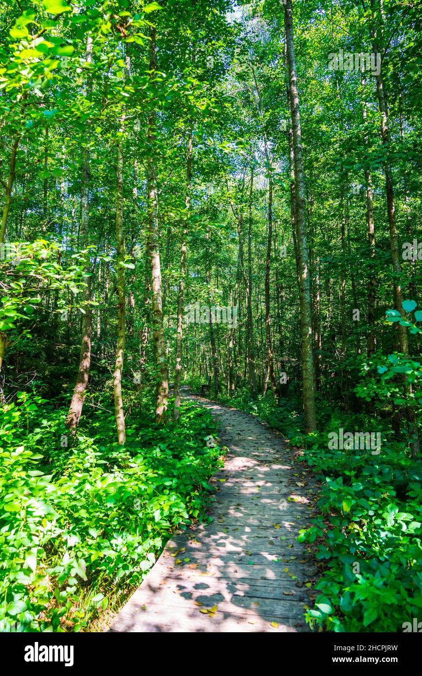 Twisting wooden hiking trail through green jungle like thicket of trees ...