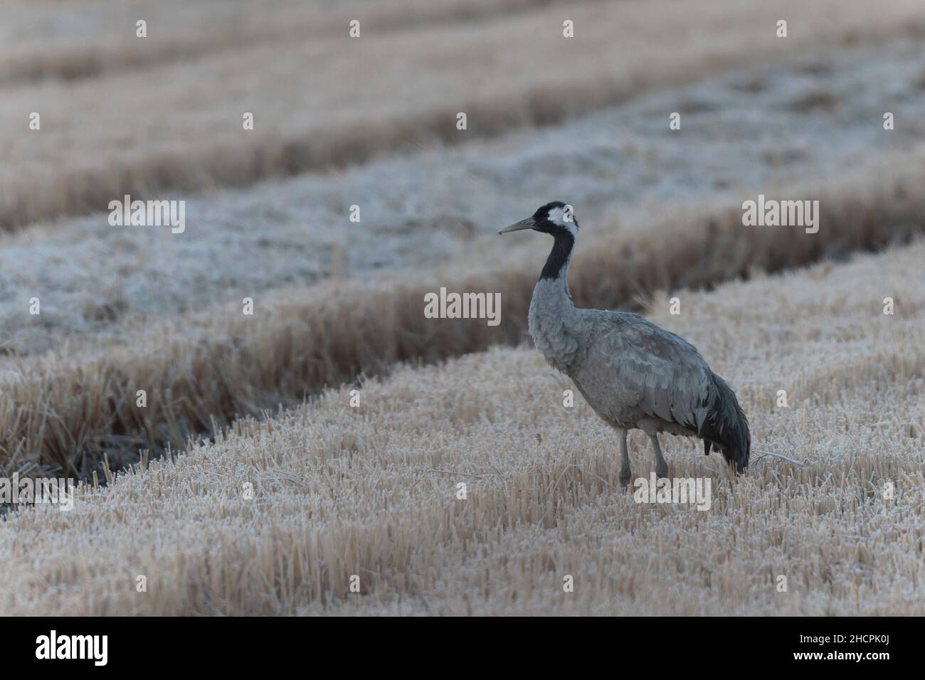 Grus grus Common eurpean crane feeding in rice fields in Southern ...