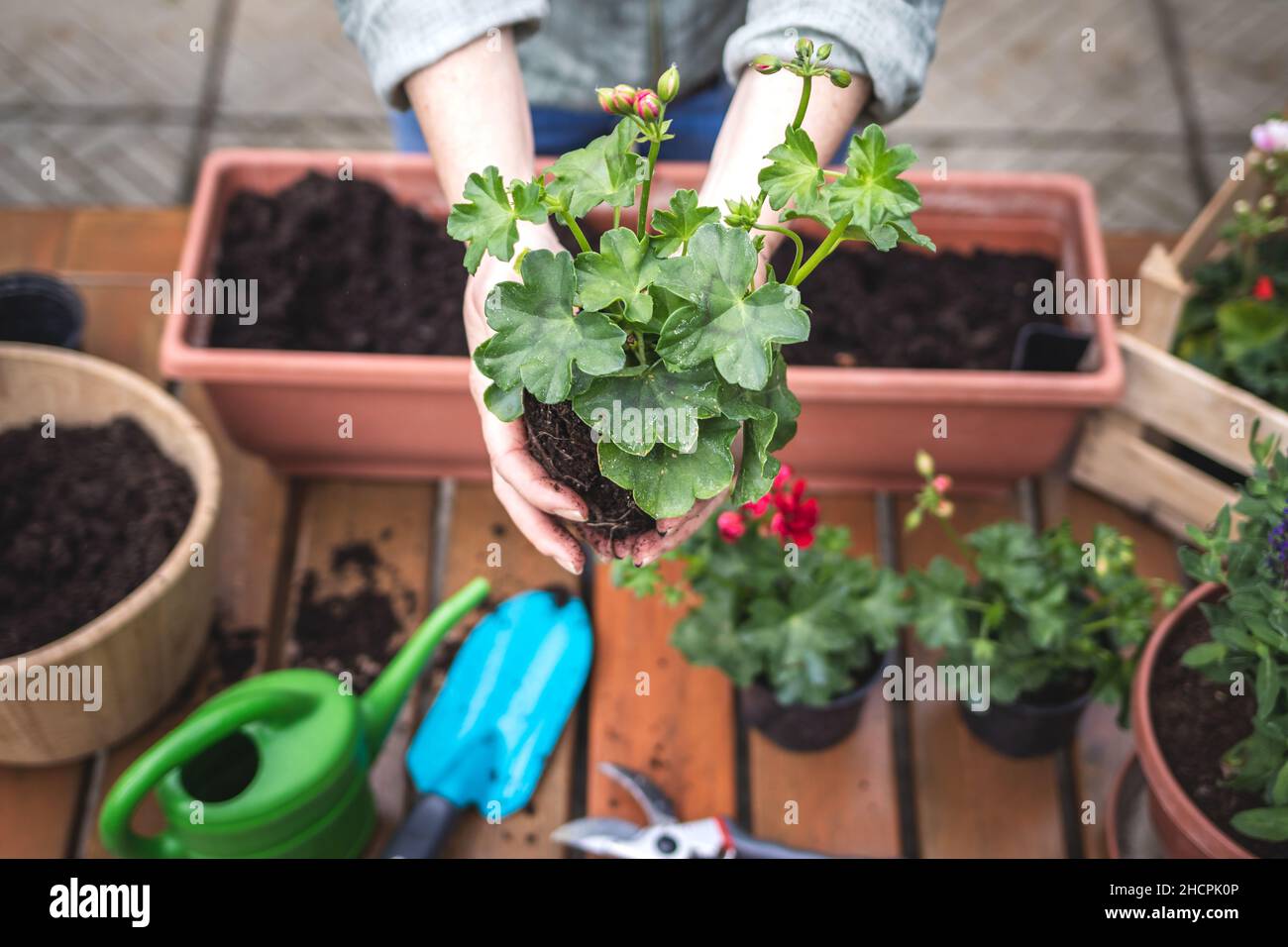 Woman holding geranium plant flower in hands. Gardening at springtime ...