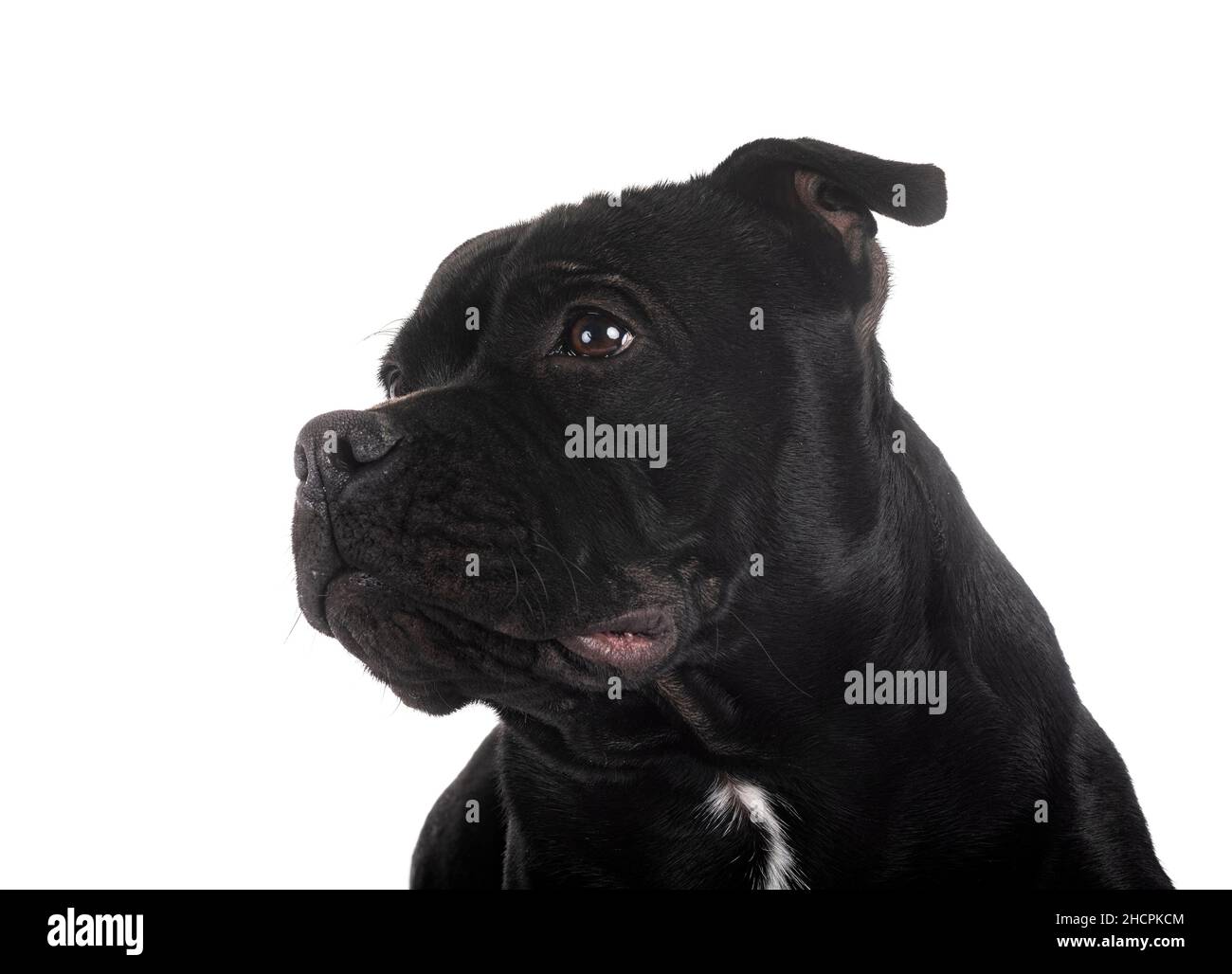 staffordshire bull terrier in front of white background Stock Photo - Alamy