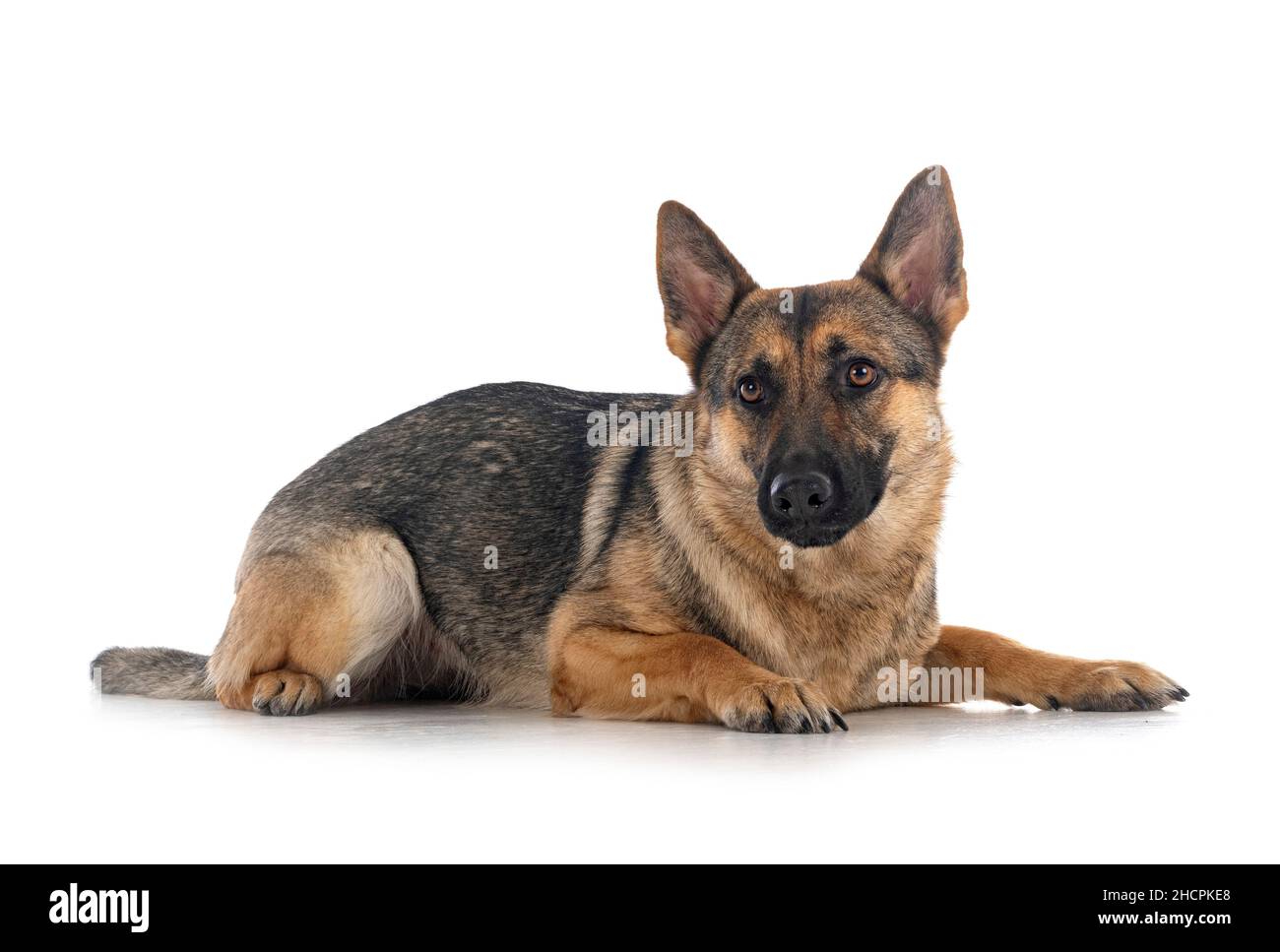 gray german shepherd in front of white background Stock Photo - Alamy