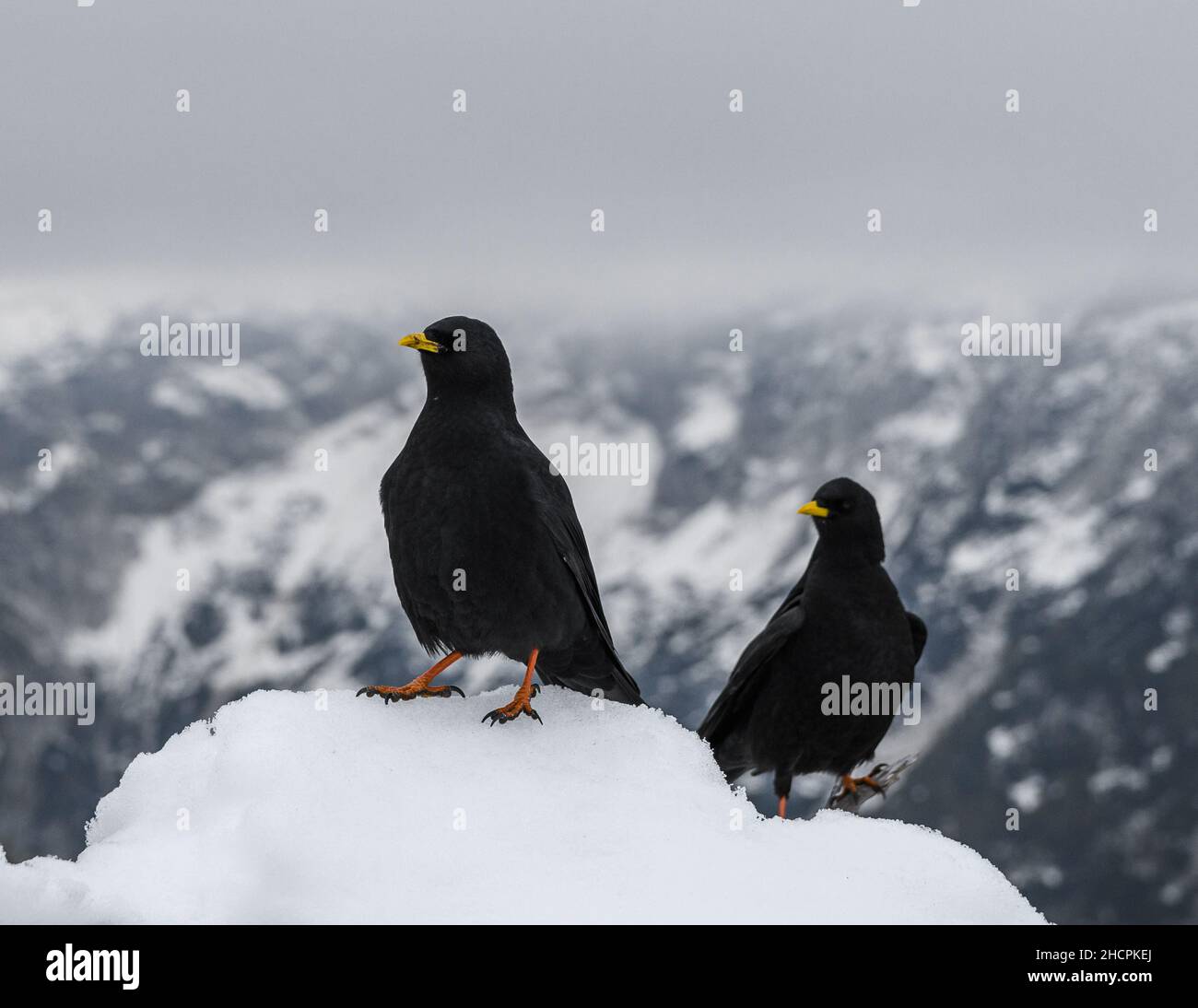 Pair of black birds, alpine chough (Pyrrhocorax graculus) in the snowy ...
