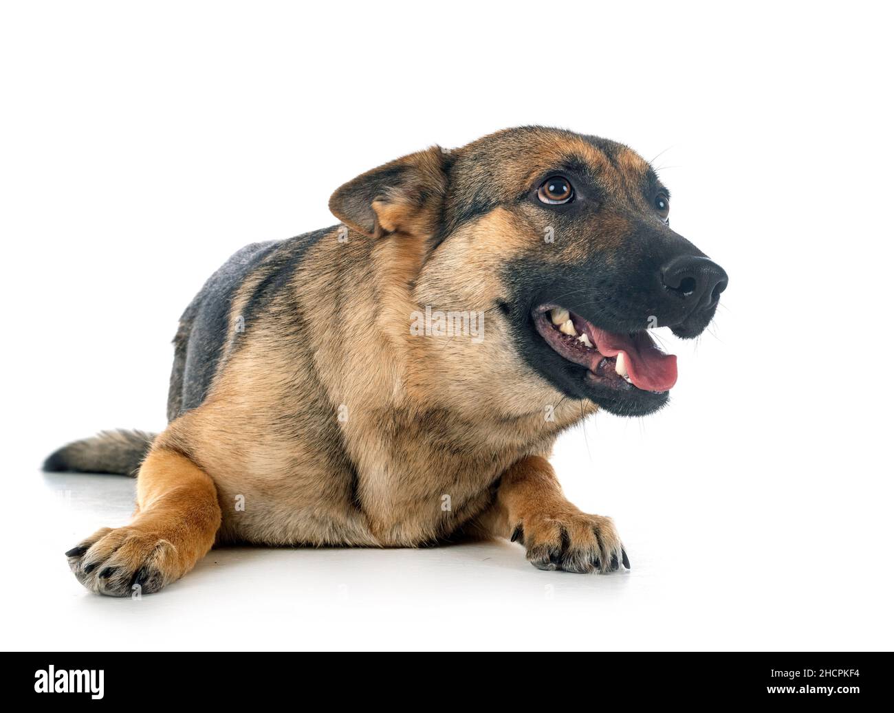 gray german shepherd in front of white background Stock Photo - Alamy