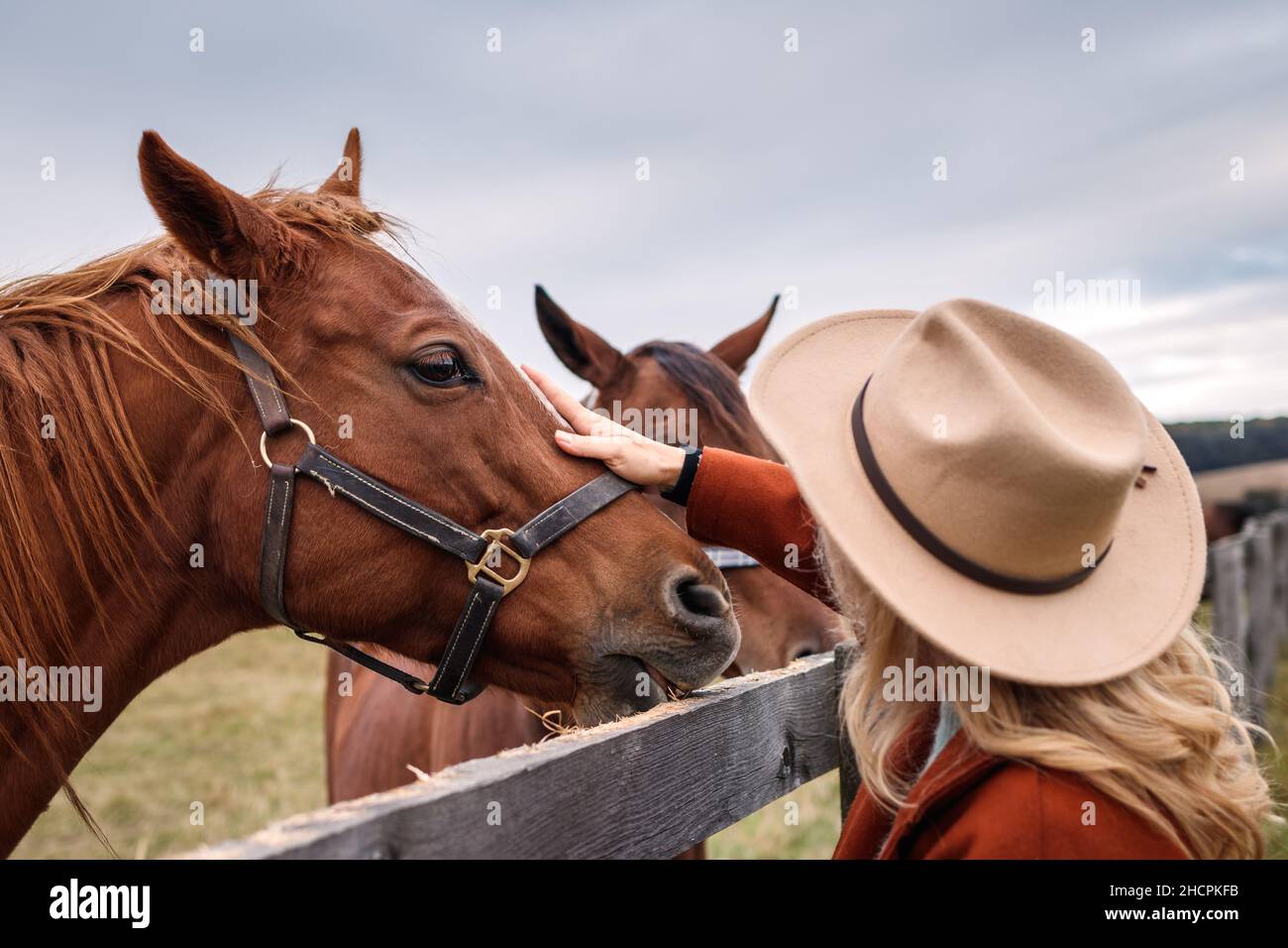 Woman with cowboy hat stroking her thoroughbred horse at ranch. Cowgirl ...