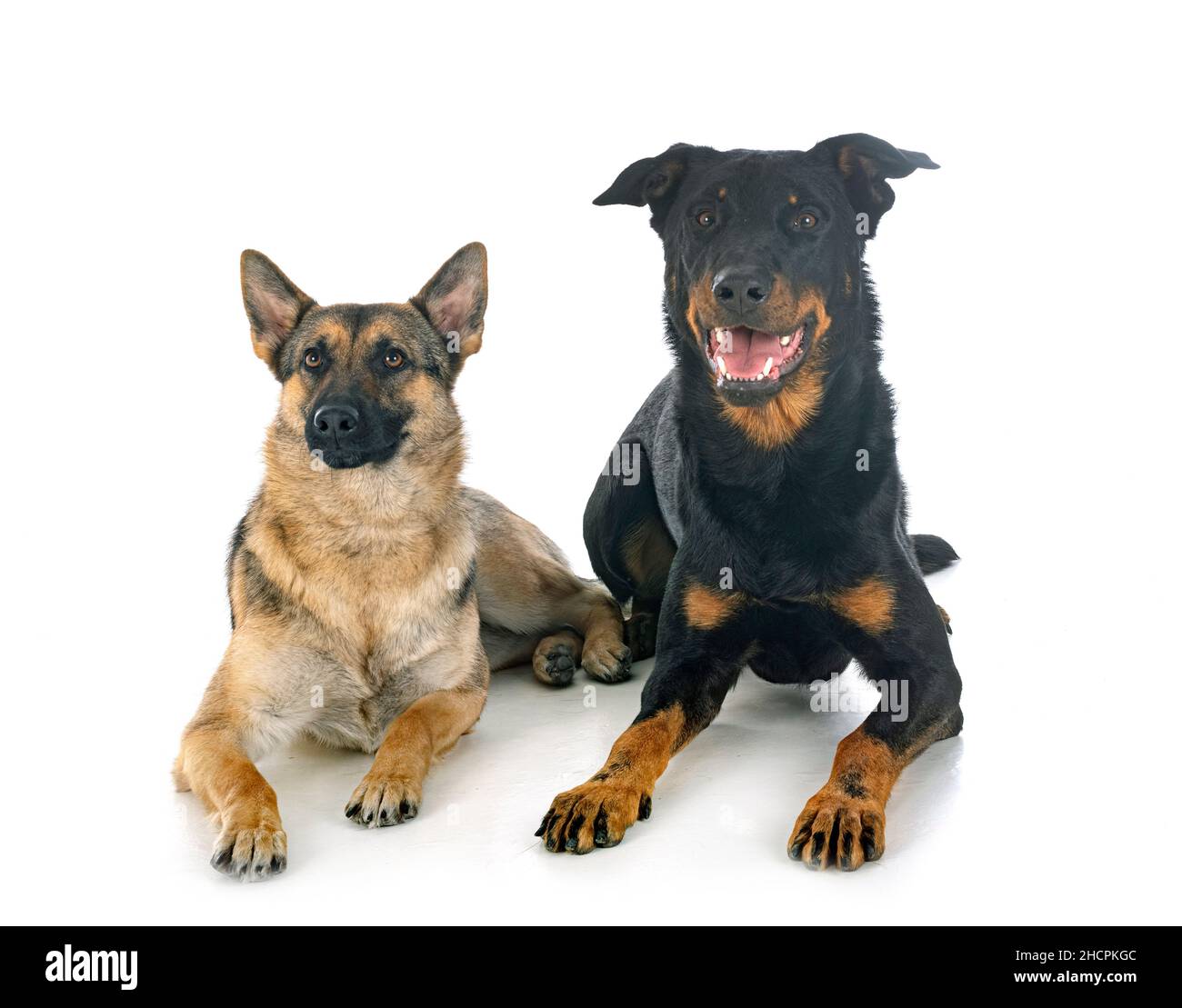 gray german shepherd and beauceron in front of white background Stock ...