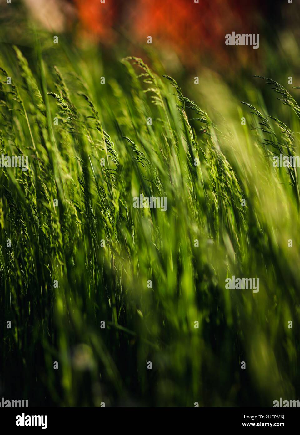 Details with green grass under heavy wind in the dusk light of a spring ...