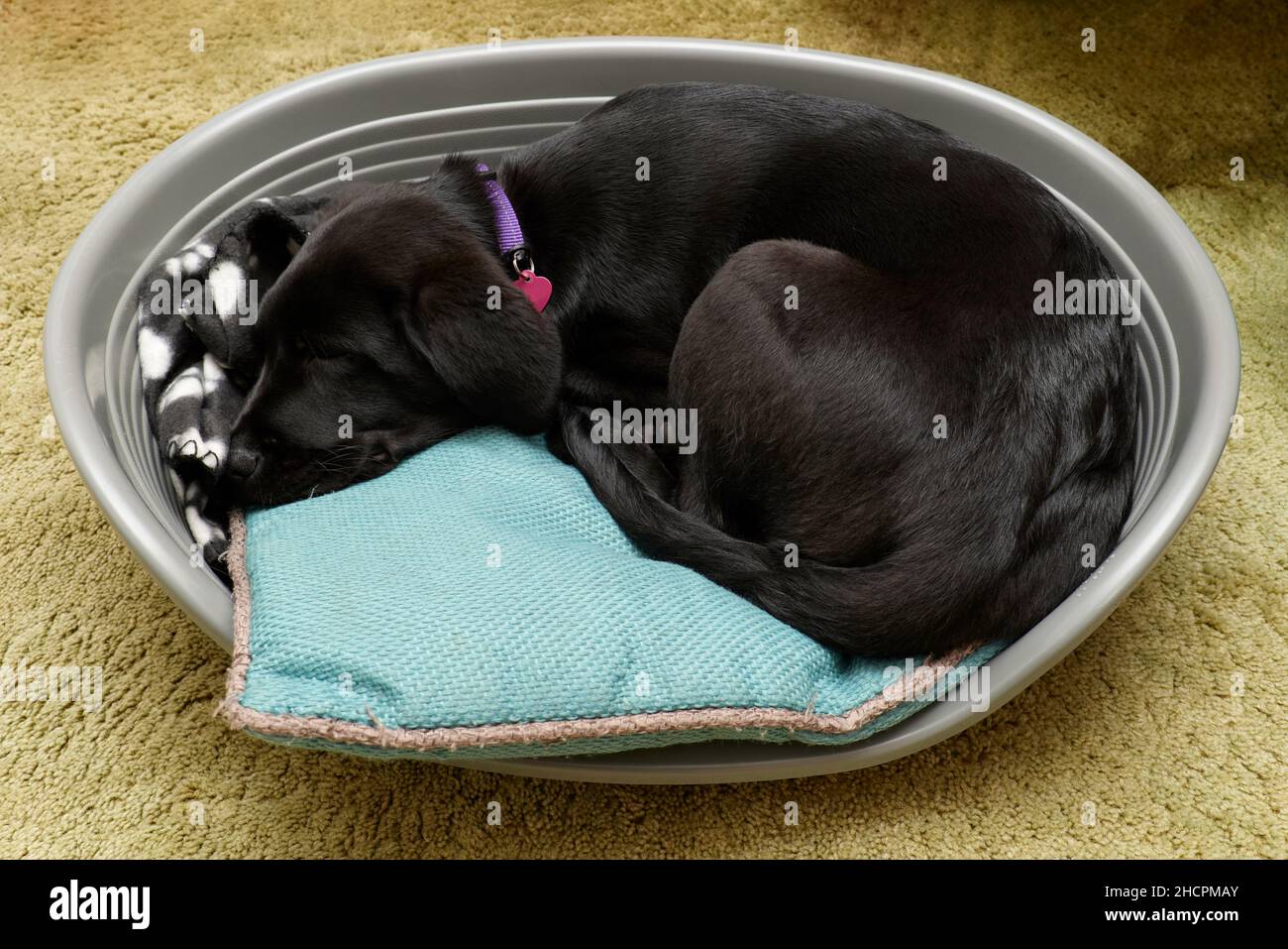 Three month old black female Labrador puppy sleeping in basket on floor ...