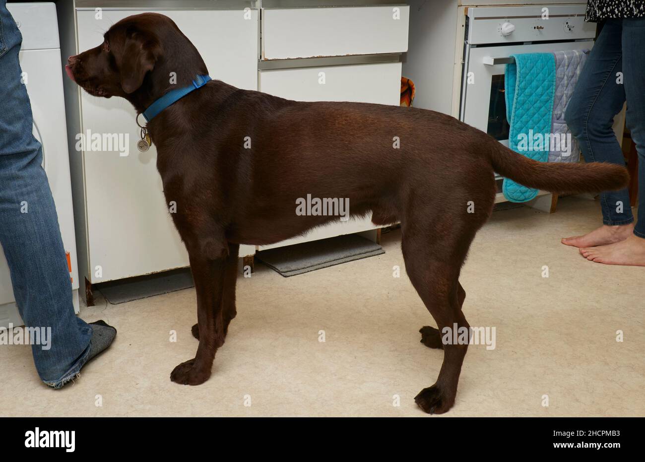 Three year old labrador hi-res stock photography and images - Alamy