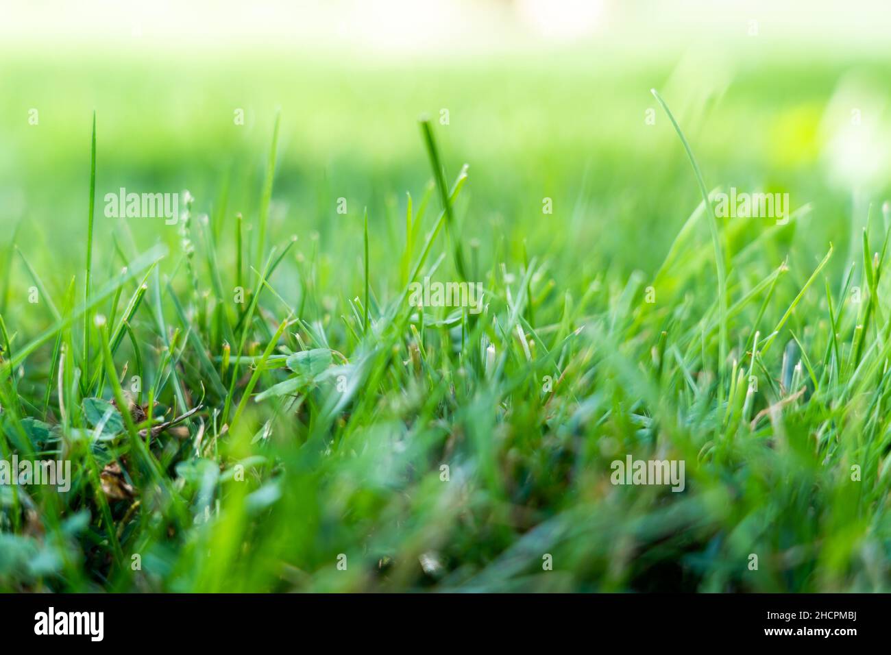 A background of green grass in the lawn from a low angle Stock Photo ...