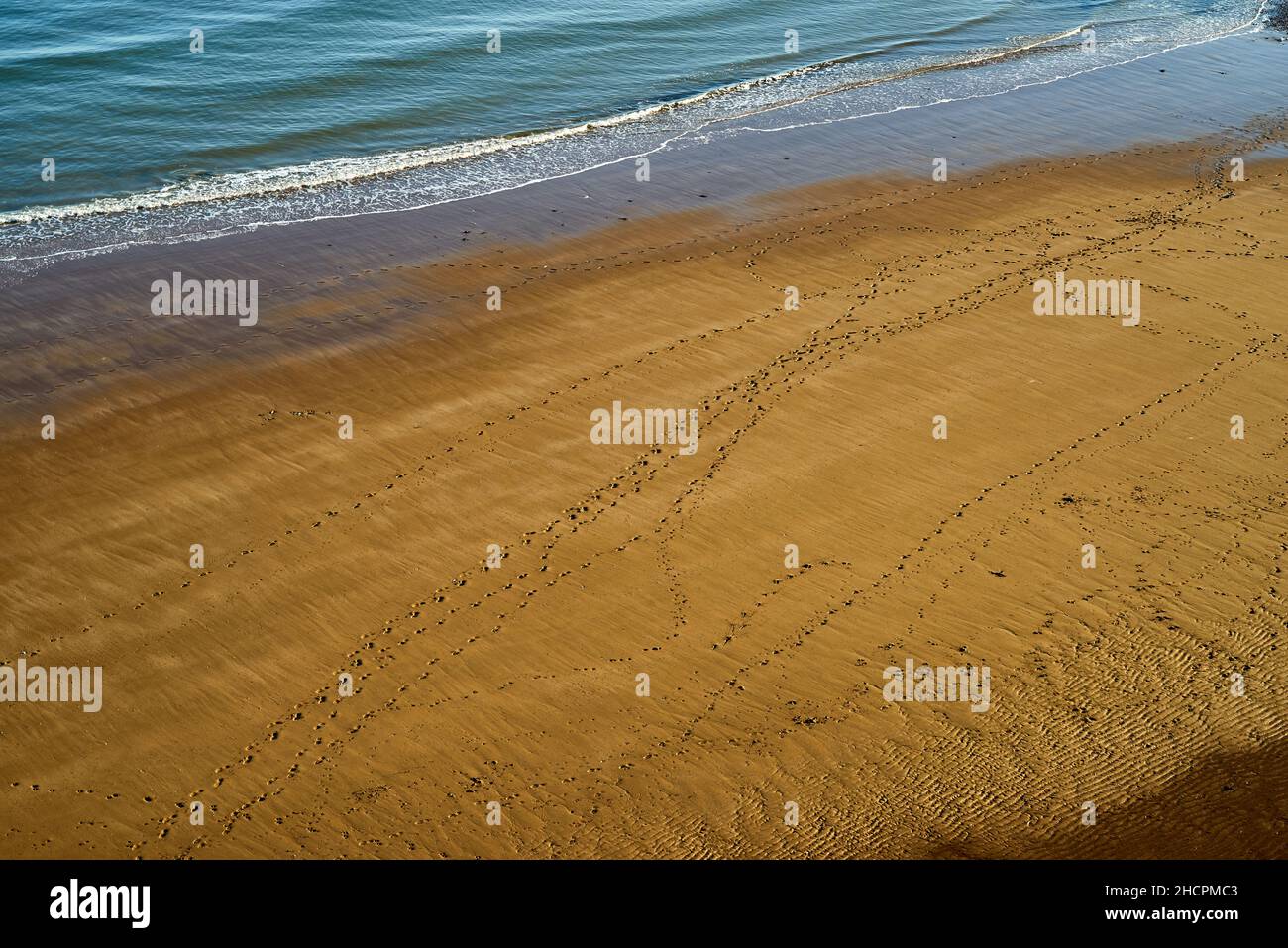 Closeup shot of footsteps on the beach on a sunny day Stock Photo - Alamy