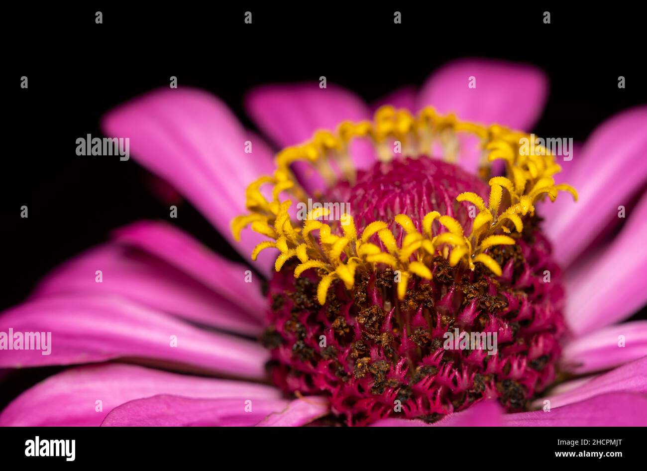 Selctive focus hi-res stock photography and images - Alamy