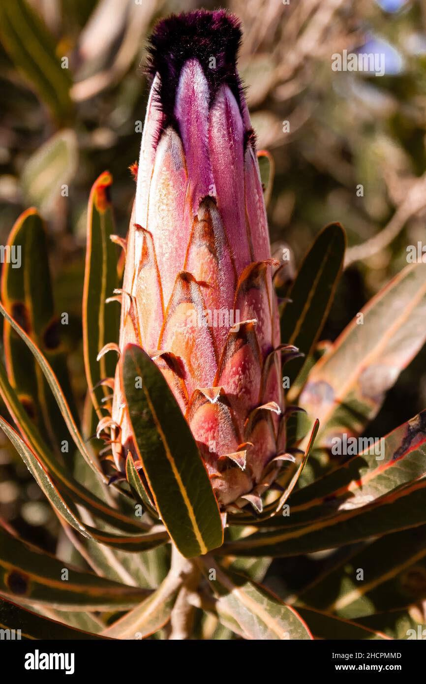 Vertical shot of growing Protea shrub in Western Cape Stock Photo - Alamy