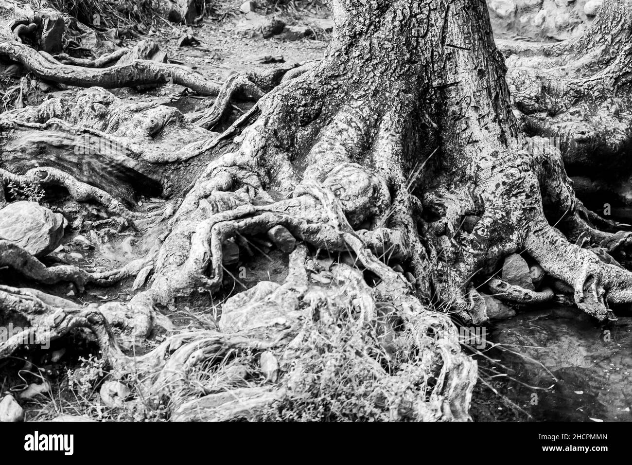Strong roots hi-res stock photography and images - Alamy
