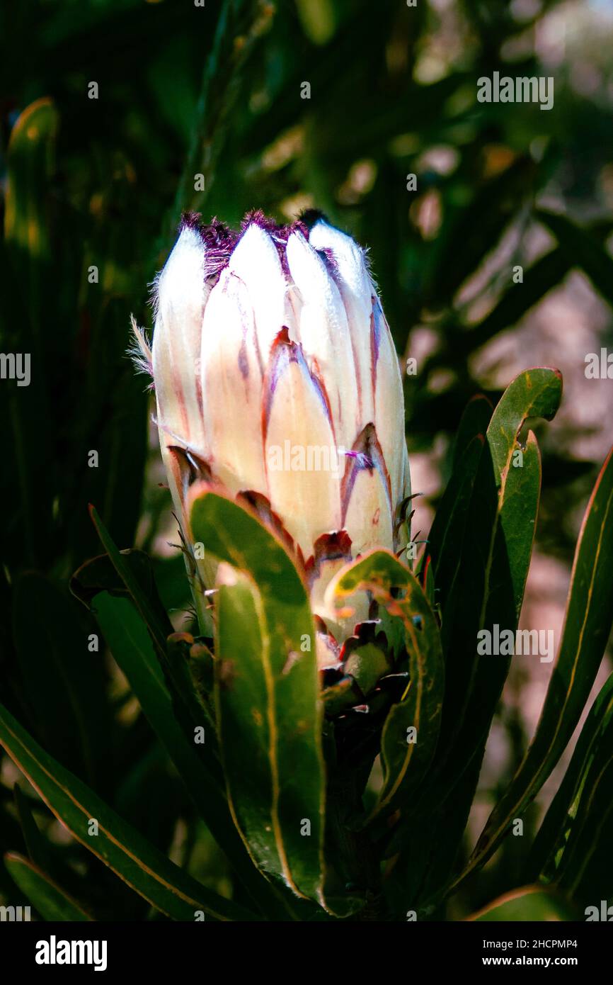 Vertical shot of growing Protea shrub in Western Cape Stock Photo - Alamy
