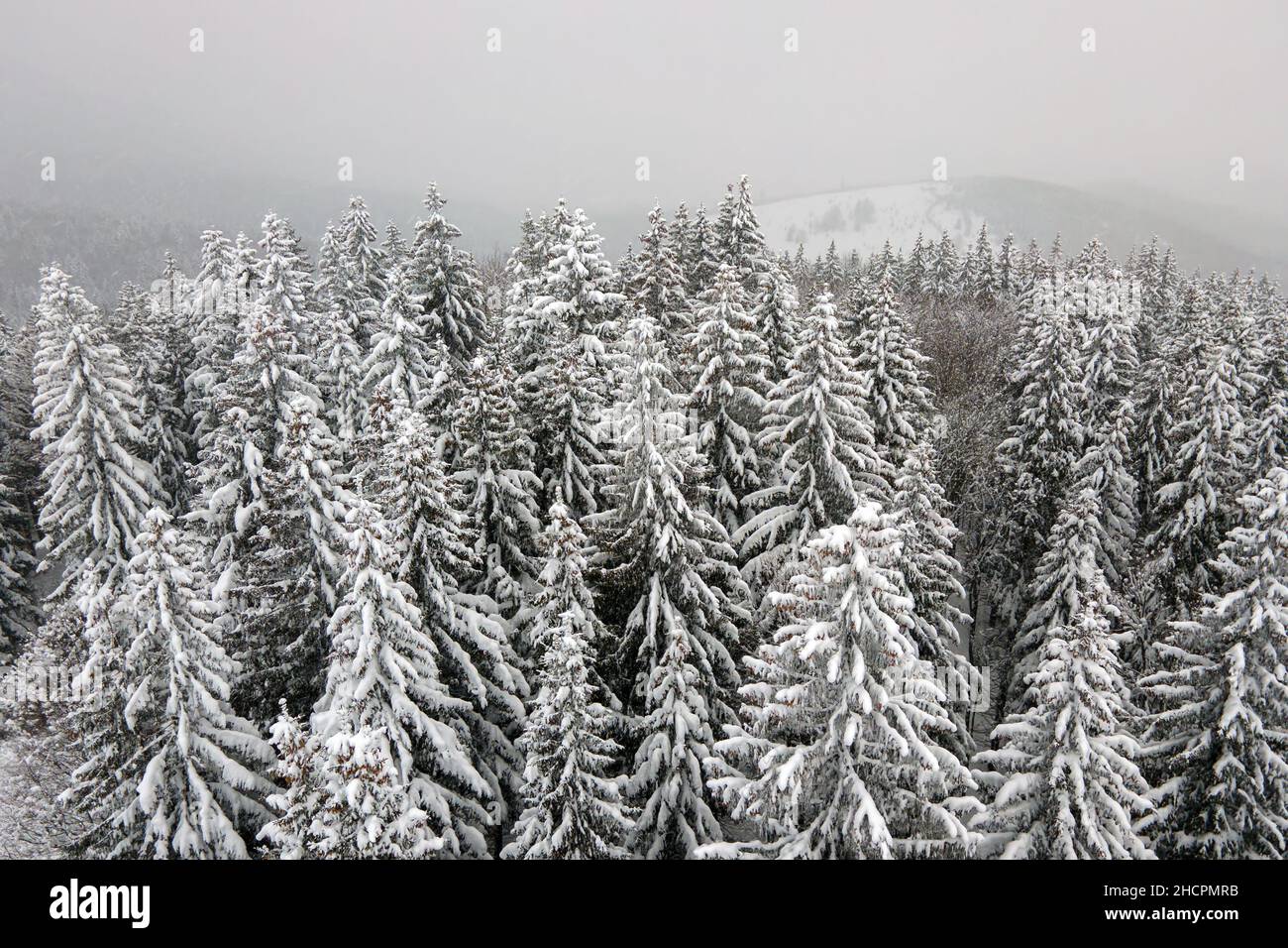 Aerial foggy landscape with evergreen pine trees covered with fresh ...