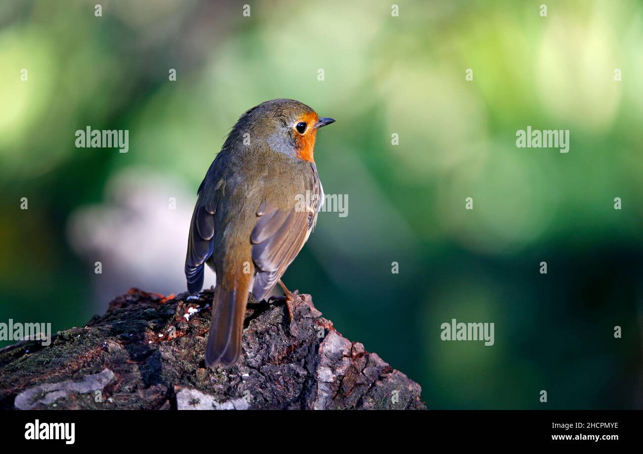 Eurasian robin at a woodland feeding site Stock Photo - Alamy