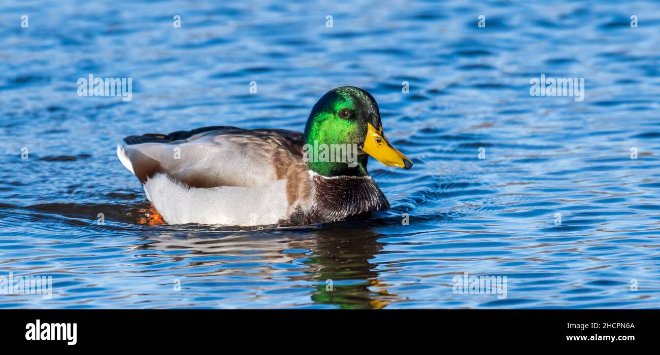 American mallards hi-res stock photography and images - Alamy