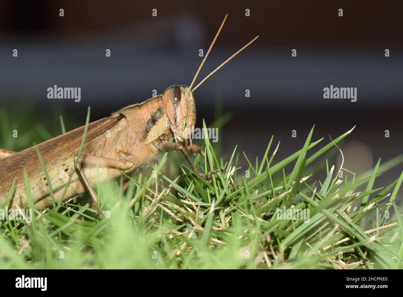 Locust swarm crops hi-res stock photography and images - Alamy