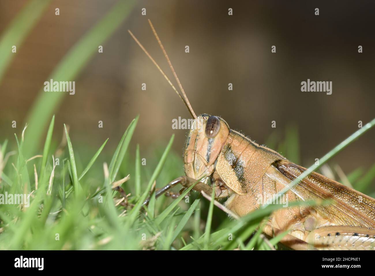 Locust swarm crops hi-res stock photography and images - Alamy