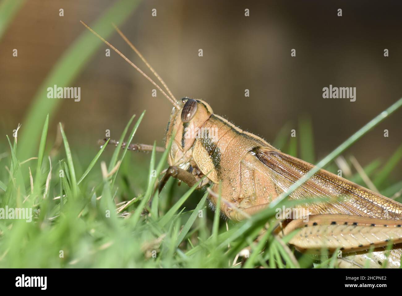 Locust swarm crops hi-res stock photography and images - Alamy
