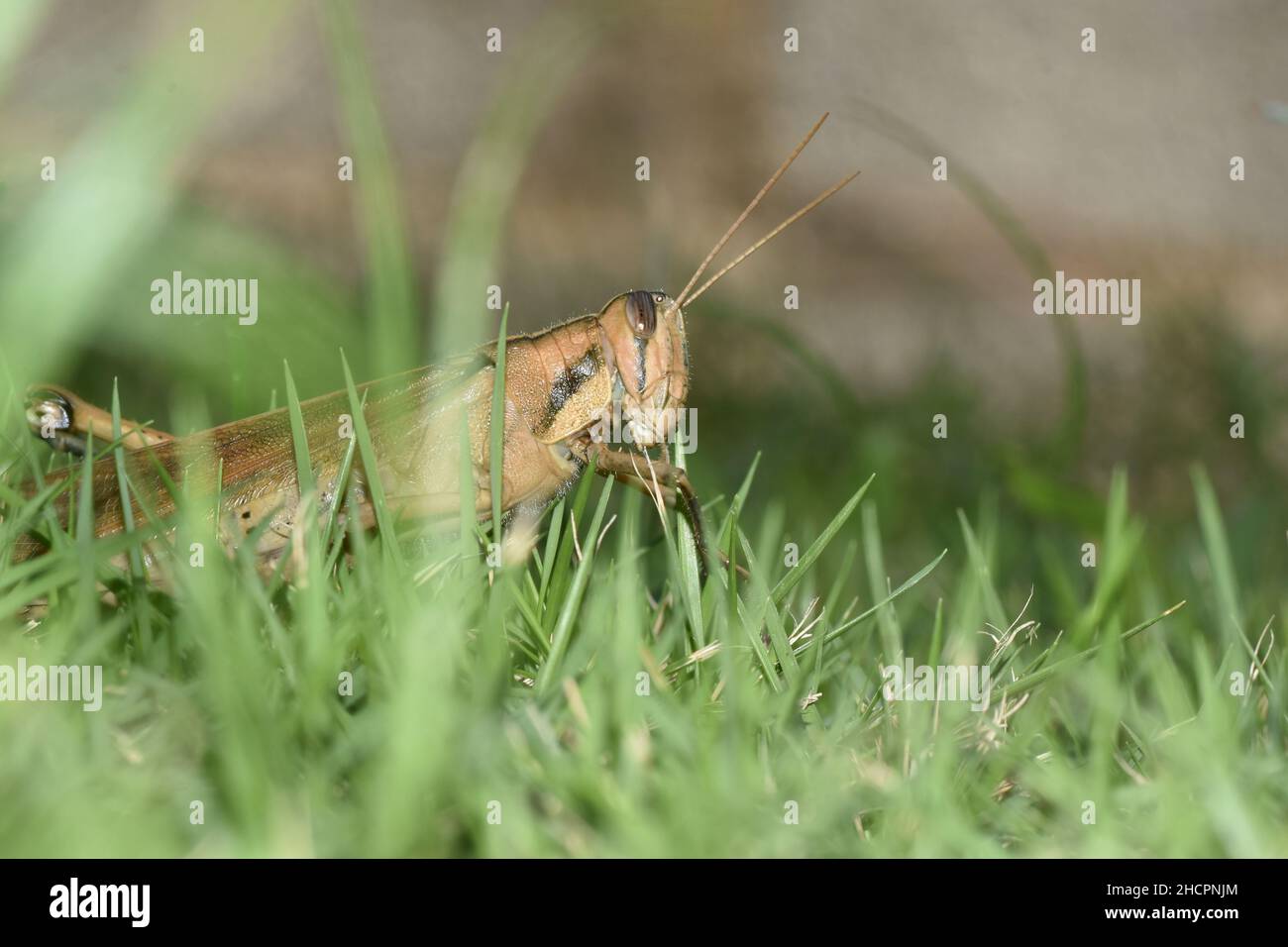A locust on the grass of a backyard lawn in Central Trinidad Stock ...