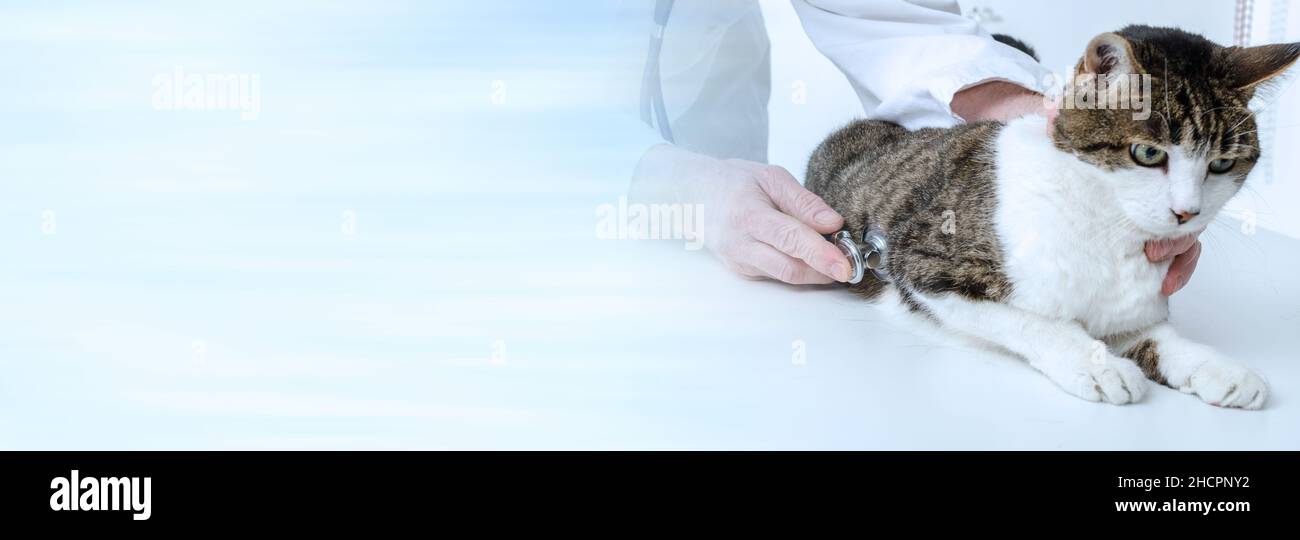 Veterinarian examining cat with stethoscope; panoramic banner Stock ...