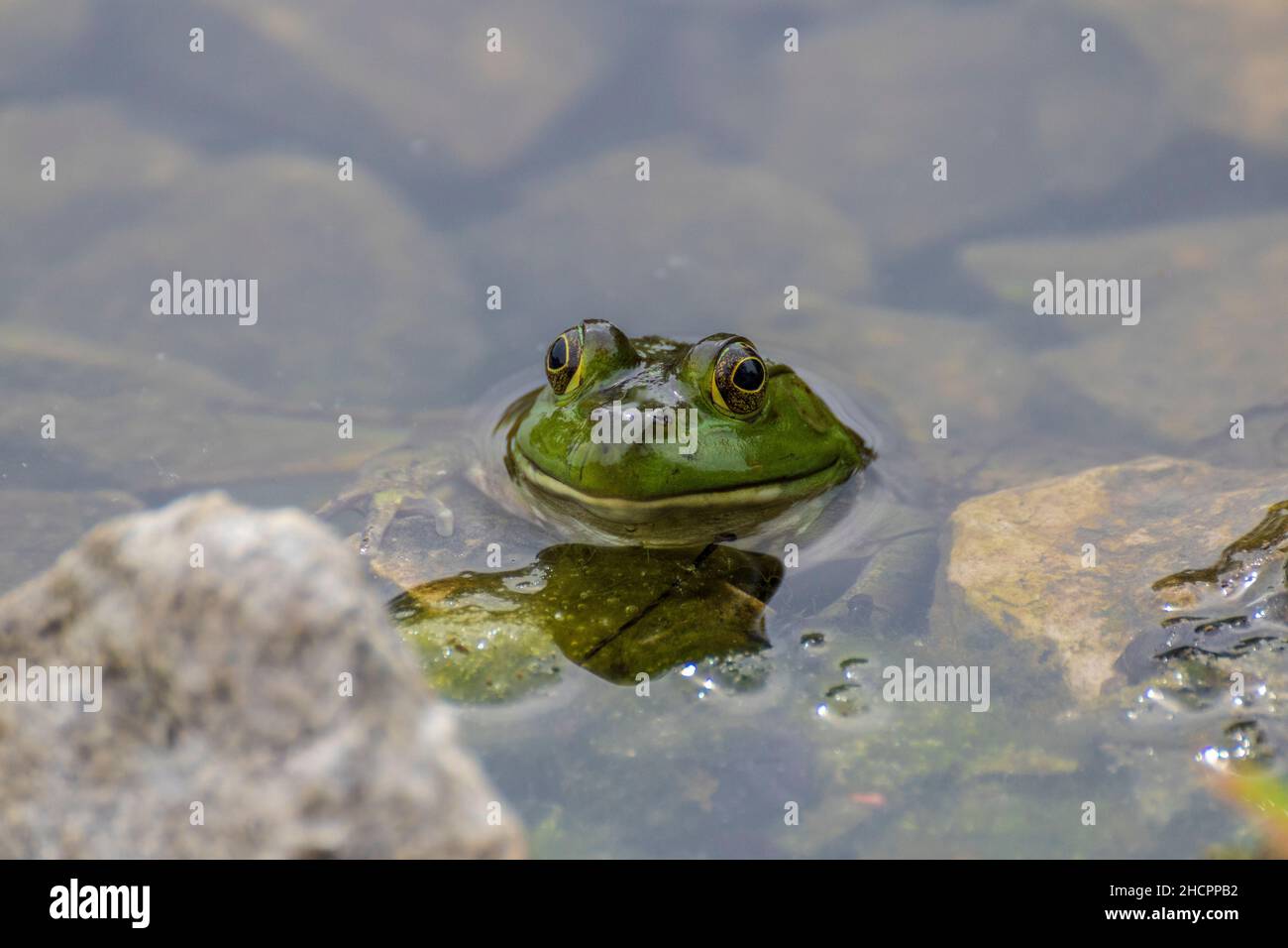 Smiling frog hi-res stock photography and images - Alamy