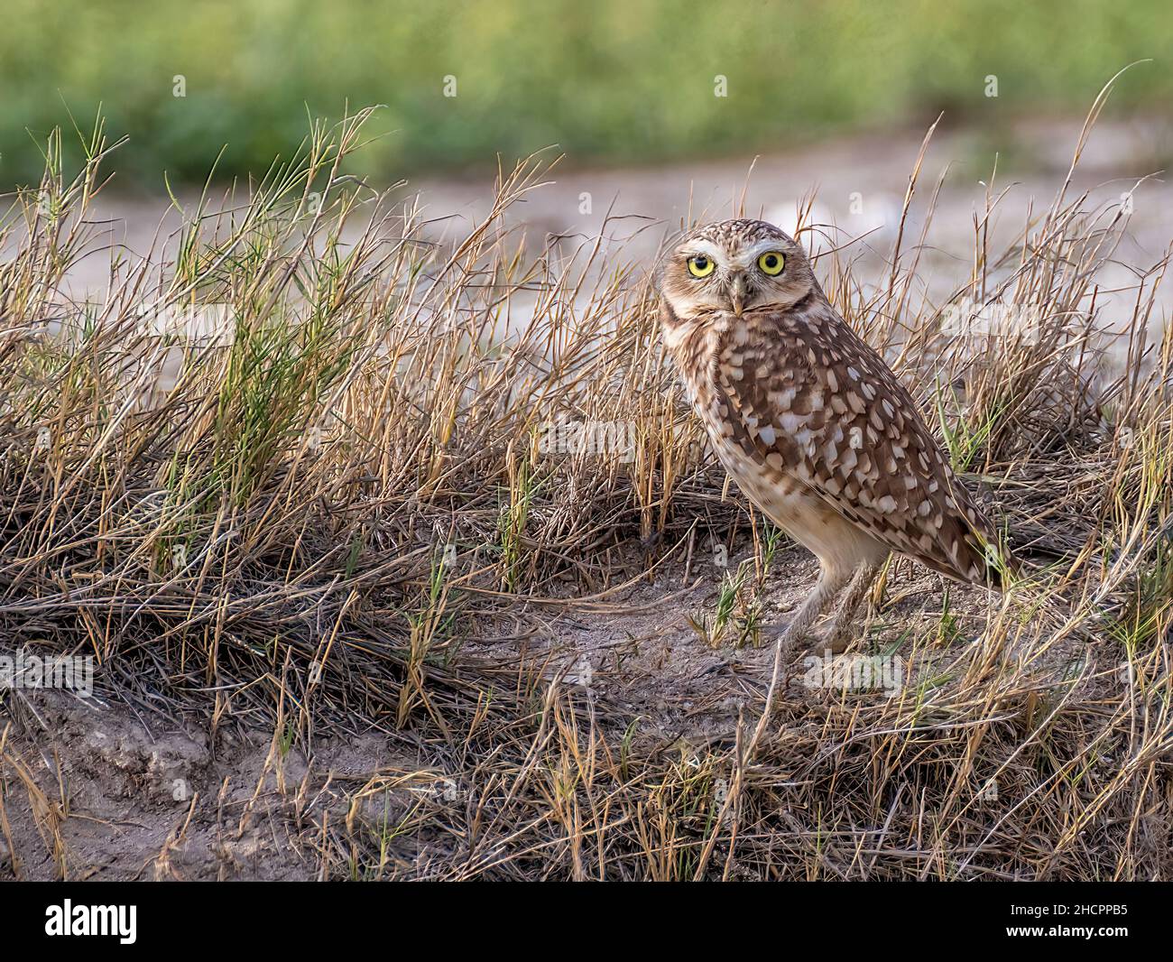 Aruba owl hi-res stock photography and images - Alamy