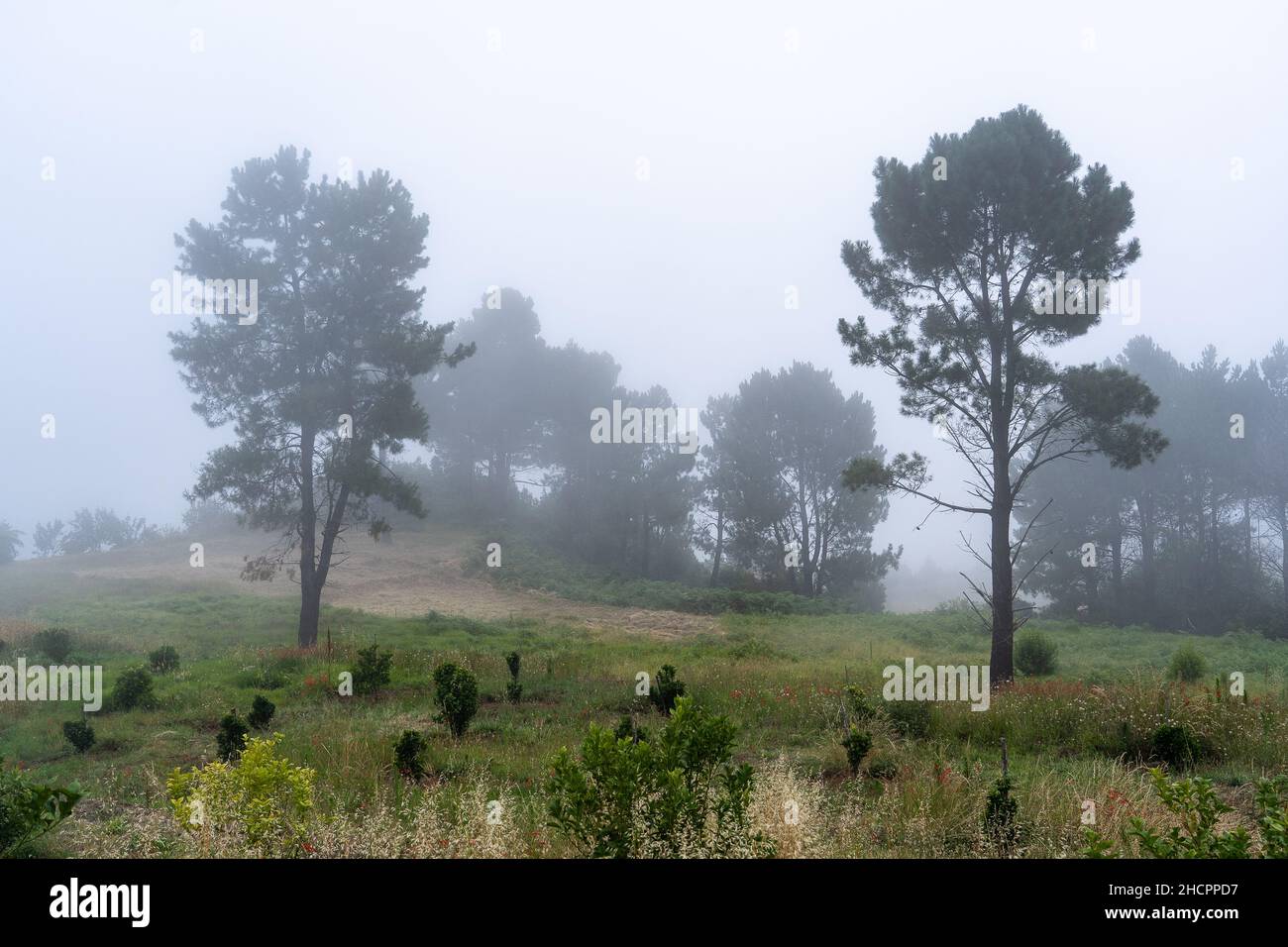Two pines in field at the evening mist. Madeira island, Portugal Stock ...