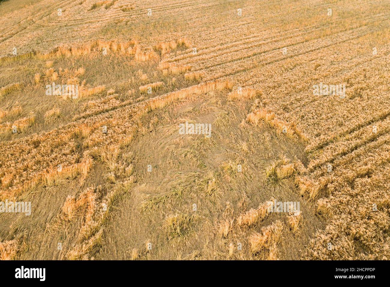 Aerial view of ripe farm field ready for harvesting with fallen down ...