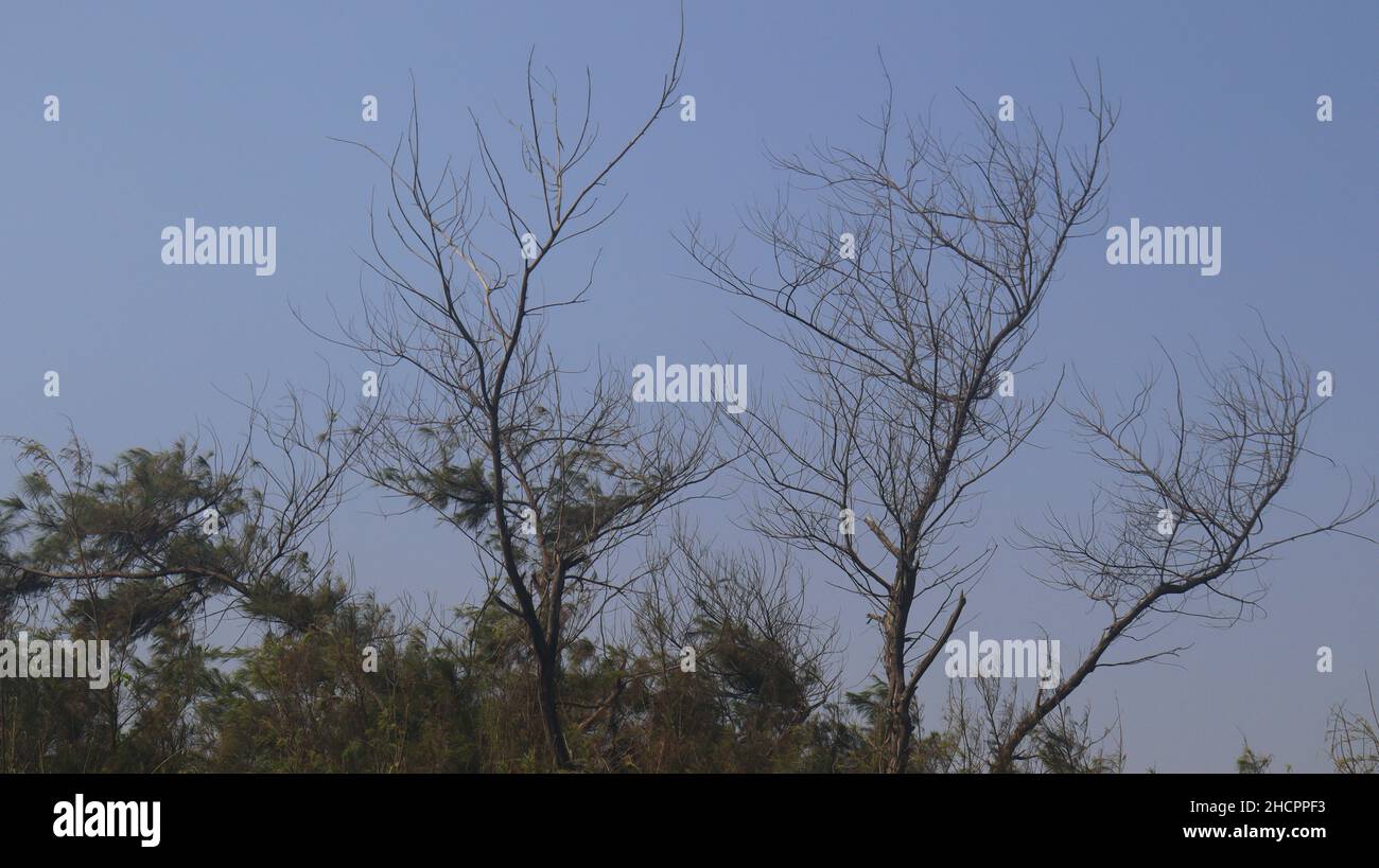 dry trees and clouds beautiful nature Stock Photo - Alamy