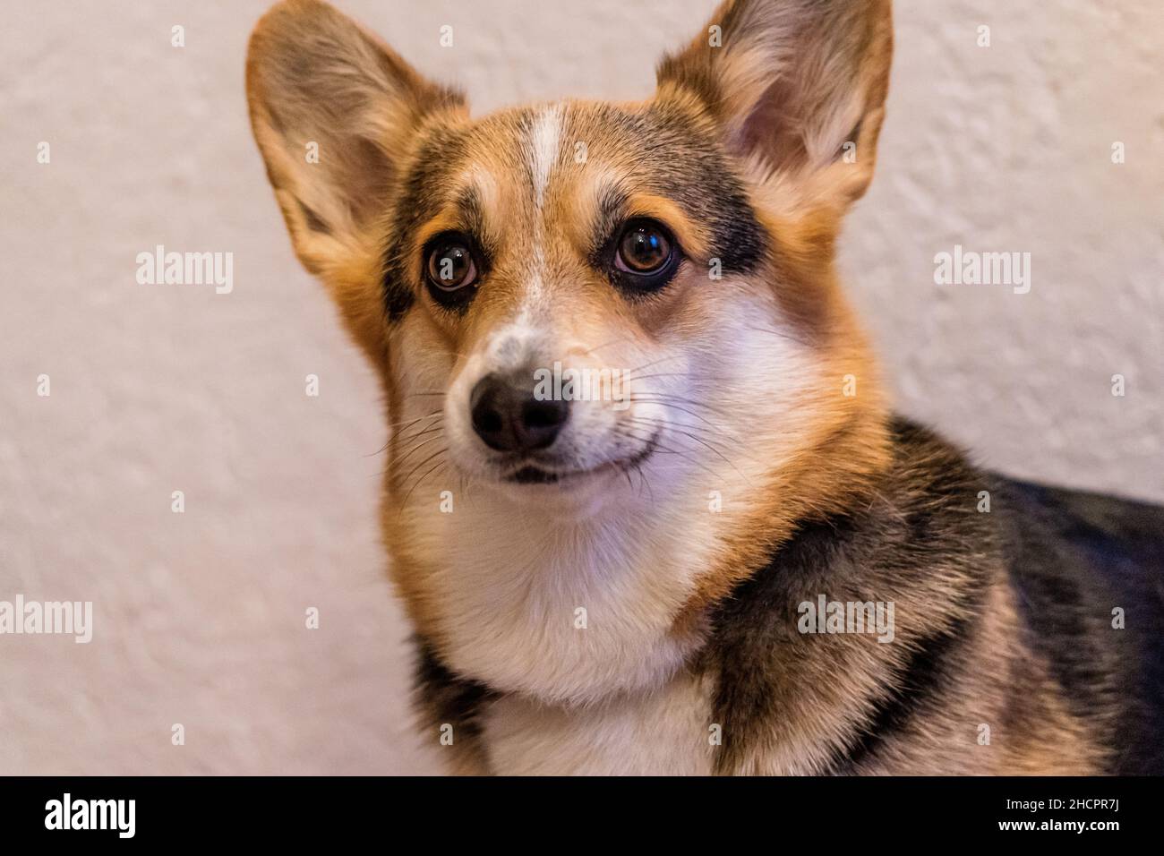 Adorable dog of Welsh Corgi Pembroke breed in front view staring with ...