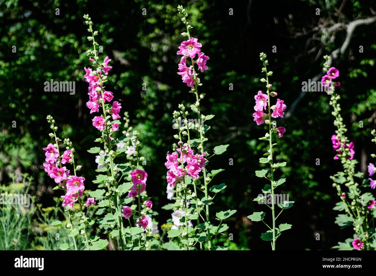 Many delicate pink magenta flowers of Althaea officinalis plant ...