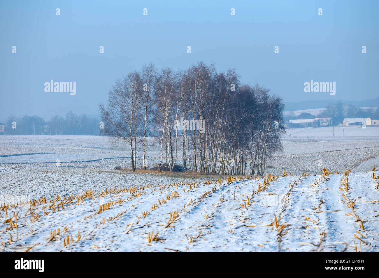 Beautiful trees in winter landscape in early morning in snowfall Stock ...