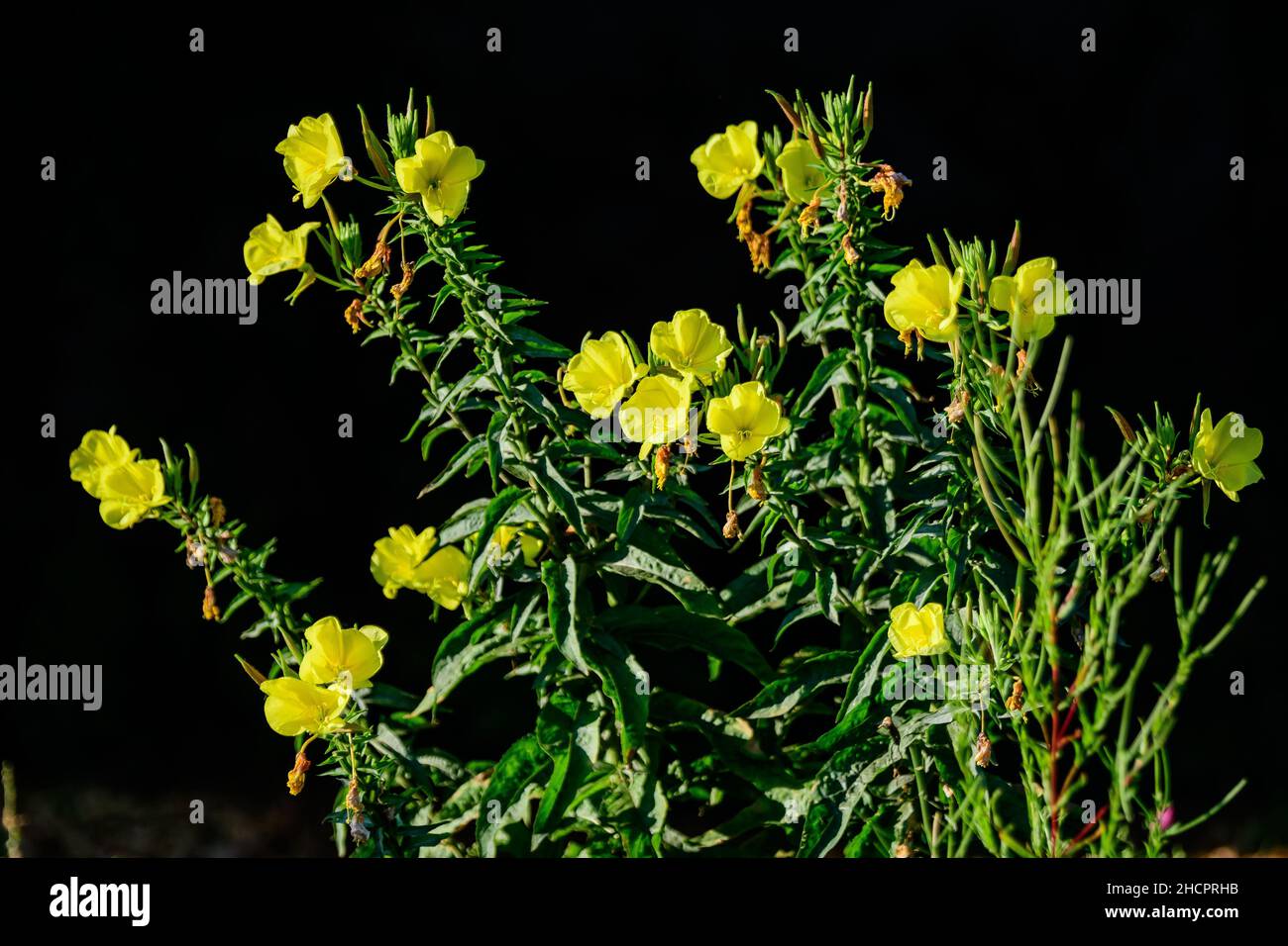 Many vivid yellow flowers and green leaves of Oenothera plant, commonly ...