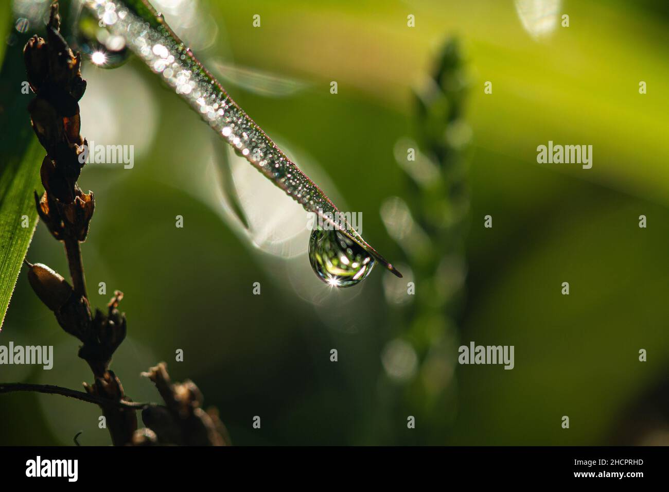 Selective focus of a morning mist droplet for wallpaper and background ...