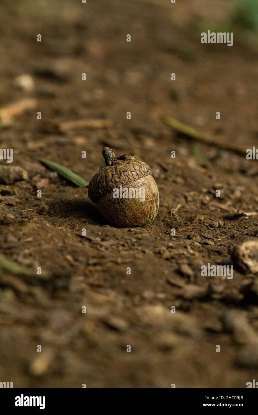 Vertical shot of an acorn on the ground Stock Photo - Alamy