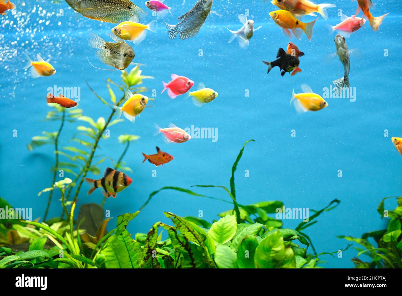Colorful exotic fish swimming in deep blue water aquarium with green ...