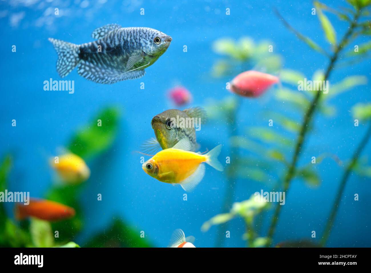 Colorful exotic fish swimming in deep blue water aquarium with green ...
