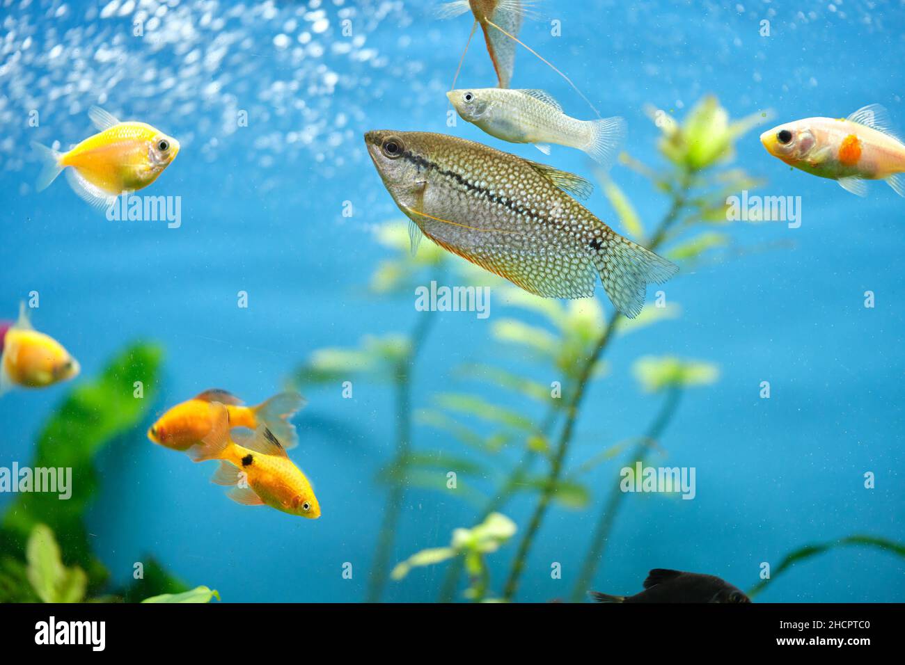 Colorful exotic fish swimming in deep blue water aquarium with green ...